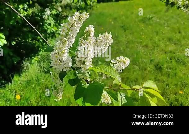 Close-up view of clusters of small white flowers with yellow centers ...