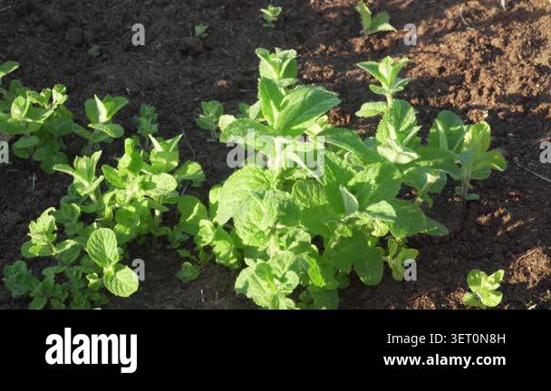 Young sprouts of false apple mint grow from dark fertile soil under ...