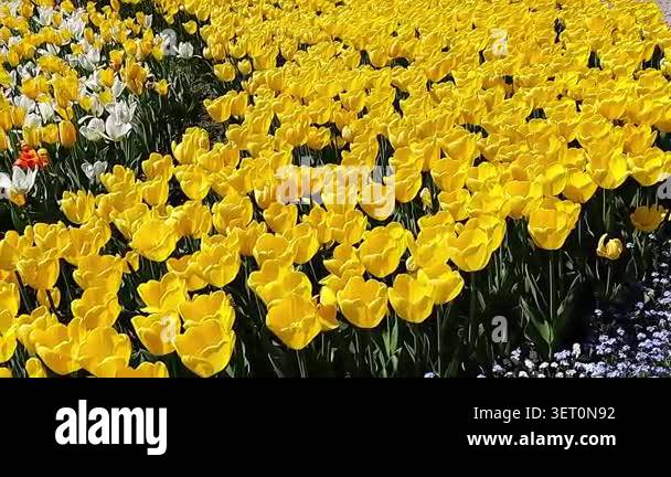 A vast field of blooming tulips in bright yellow and white, showcasing ...