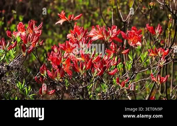 Close-up view of bright orange azalea blossoms on a bush with green ...
