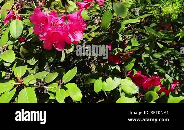 Close-up view of bright pink rhododendron blossoms nestled within their ...