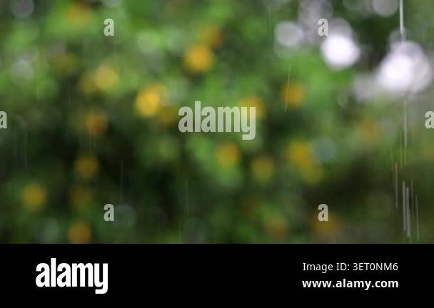 Natural summer rainfall with tropical foliage creates a calming visual ...