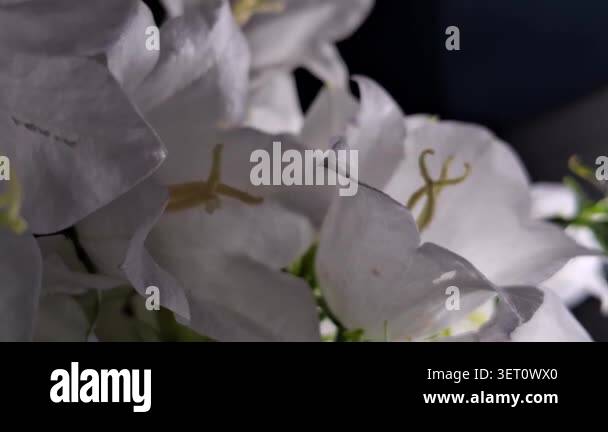 bouquet of white field bluebells with a yellow center, mobile macro ...