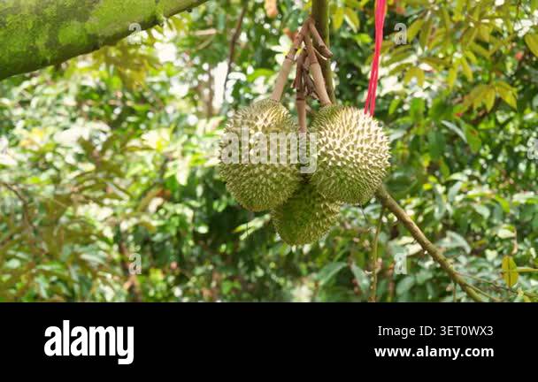 Fresh durian fruits hanging on a tree branch in a tropical orchard ...