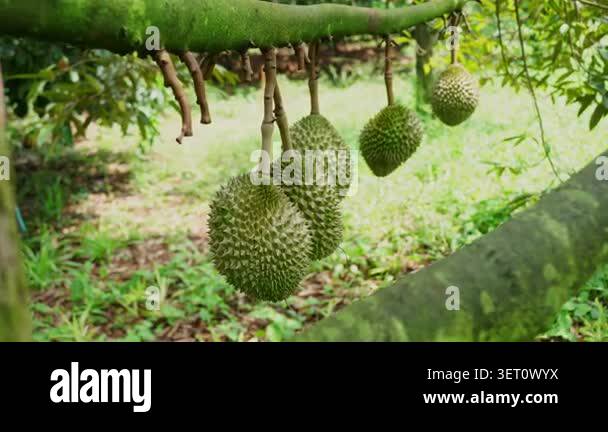 Fresh durian fruits hanging on a tree branch in a tropical orchard ...