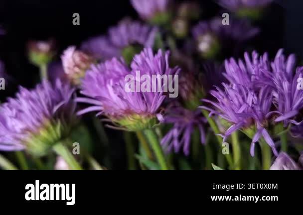 small, ragged, purple cornflowers with small leaves, mobile macro video ...