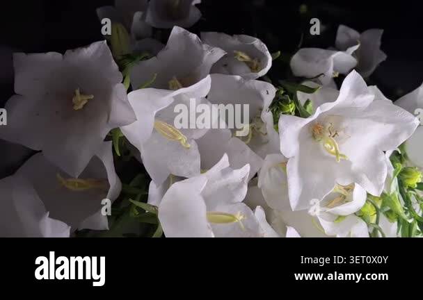 buds of open white wildflowers, namely bellflowers, mobile macro video ...