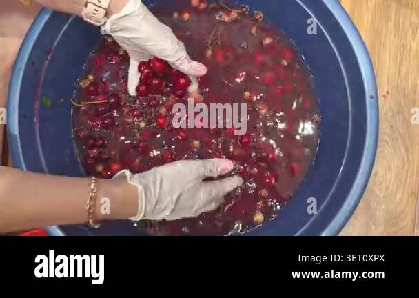 Gloved hands washing fresh cherries in a blue basin with water, top ...