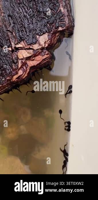 Top right close up of a shallow pale tank corner with murky water and a ...