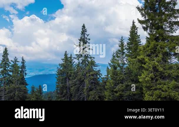 Mountain forest with dense evergreen tall fir trees on the slope of one ...