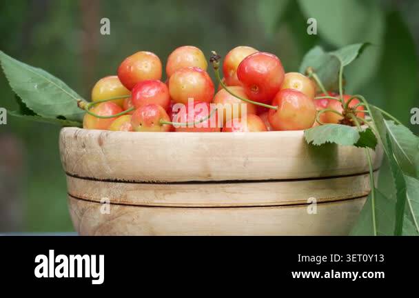 Harvested pink-yellow cherries in a wooden plate in a garden. Fresh ...