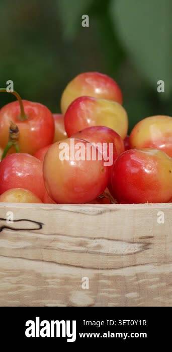 Farmers hand picking ripe cherries from a tree branch and placing them ...