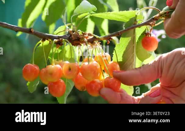 Womans hand picking ripe cherries from a tree during harvest season ...