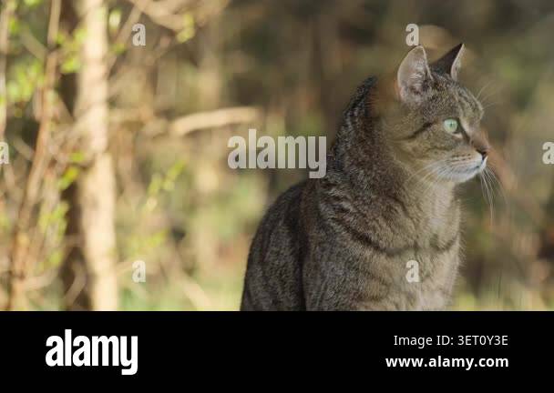 Curious Tabby Cat Sniffing and Looking Around Outdoors Close Up Stock ...