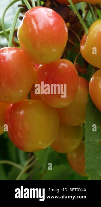 Ripe juicy yellow-red cherries hanging on a branch in summer sunlight ...