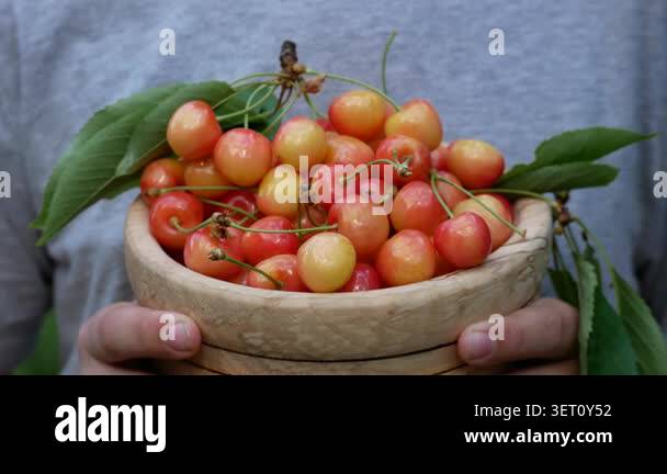 Wooden bowl filled with freshly picked ripe pink-yellow cherries held ...