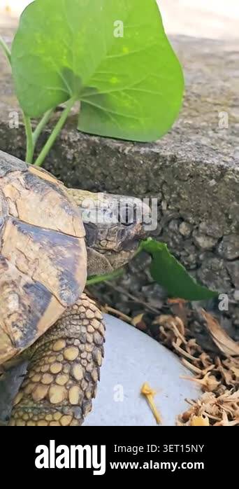 Close-up video of a land tortoise slowly eating a green leaf in natural ...