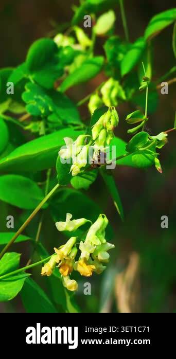 Close-up shots of colorful wildflowers with a soft green bokeh ...