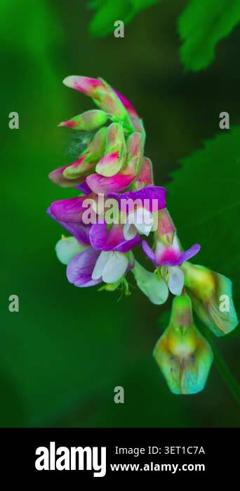 Close-up shots of colorful wildflowers with a soft green bokeh ...