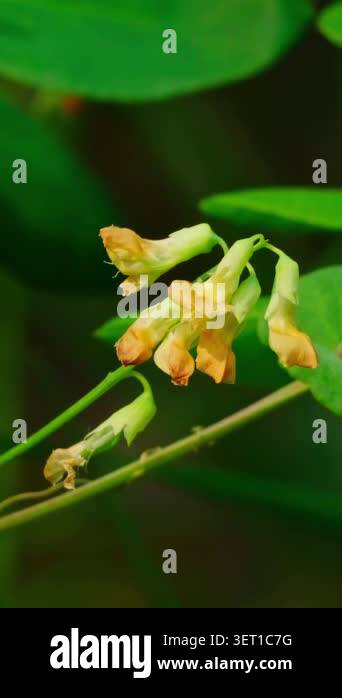 Close-up shots of colorful wildflowers with a soft green bokeh ...