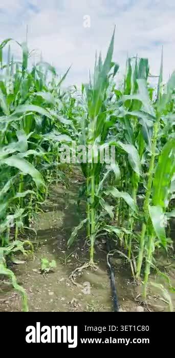 green corn field in summer Stock Video Footage - Alamy