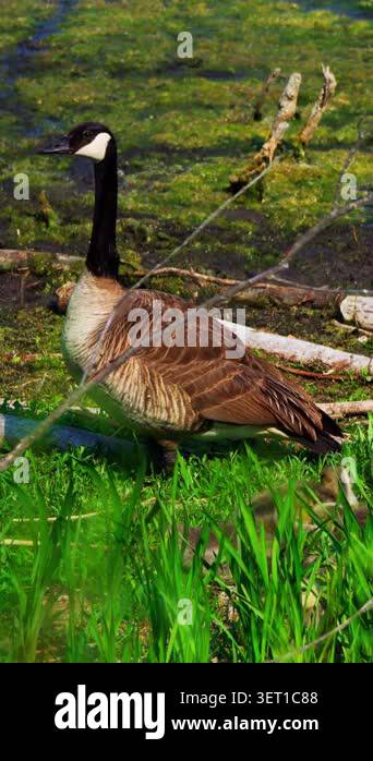 Canada geese with over 20 goslings rest and feed peacefully by a ...