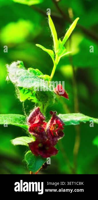 Close-up shots of colorful wildflowers with a soft green bokeh ...