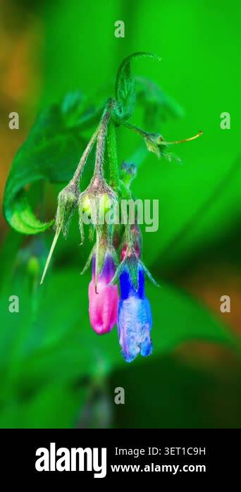 Close-up shots of colorful wildflowers with a soft green bokeh ...