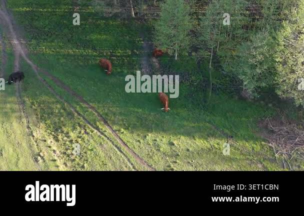 Overhead view of cows in green field Stock Video Footage - Alamy