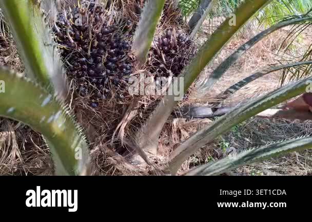 Close up action of an agricultural worker harvesting a ripe oil palm ...