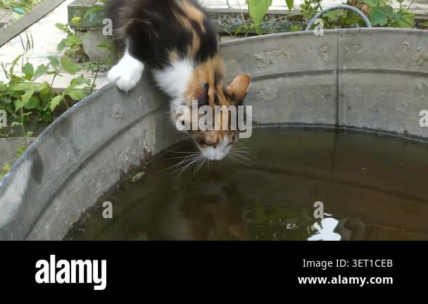 A static locked down shot of a beautiful calico cat drinking fresh ...