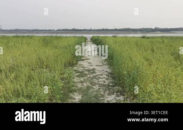 Aerial drone view of a sandy path leading to the Garai River in Kushtia ...