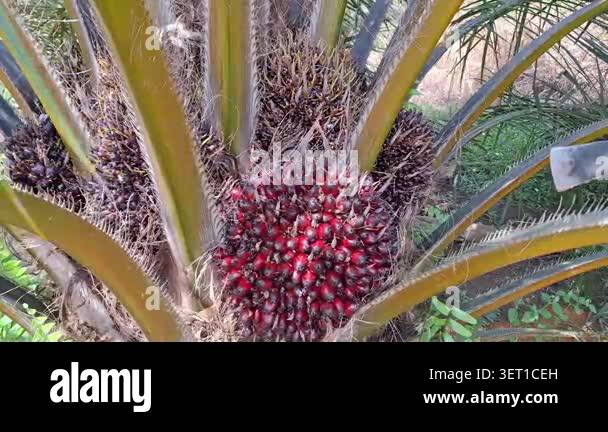High angle shot of a plantation worker using a harvesting pole tool to ...