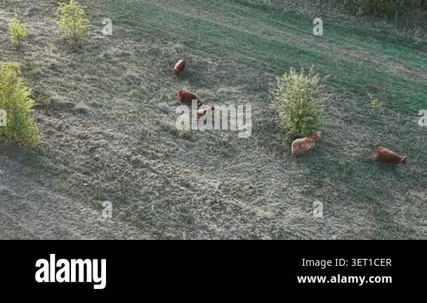 Green fields and forest with farm animals Stock Video Footage - Alamy