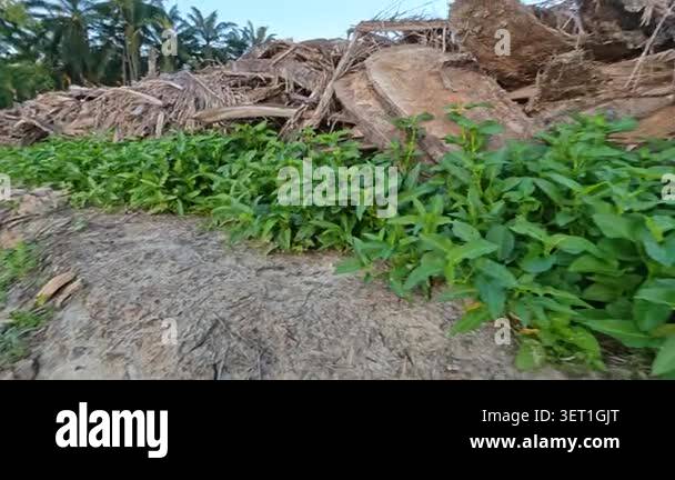 Wild meadow of the terrestrial or upland Kangkong vegetable plant Stock ...