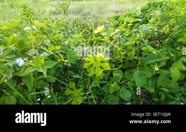 landscape scene of the wild bushes environmental vegetation at the ...