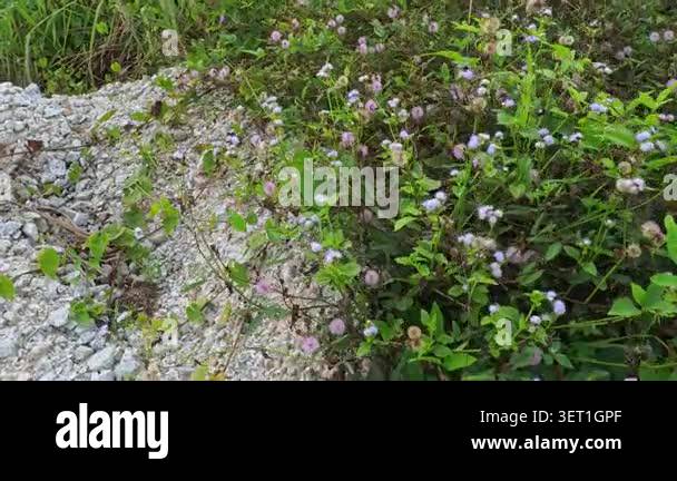 the wild sprouting mimosa pudica creeping weed plant in the bushy ...