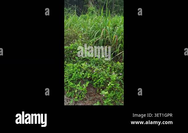 vertical footage of the wild sprouting mimosa pudica creeping weed ...