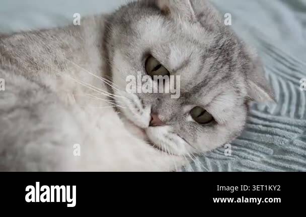 Cute cat plays and relaxes on bed while exploring playful moment in ...