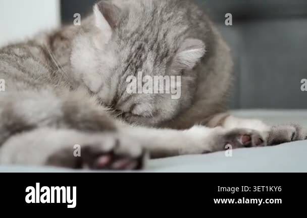 Gray cat sits on bed and watches surroundings with focused eyes in a ...