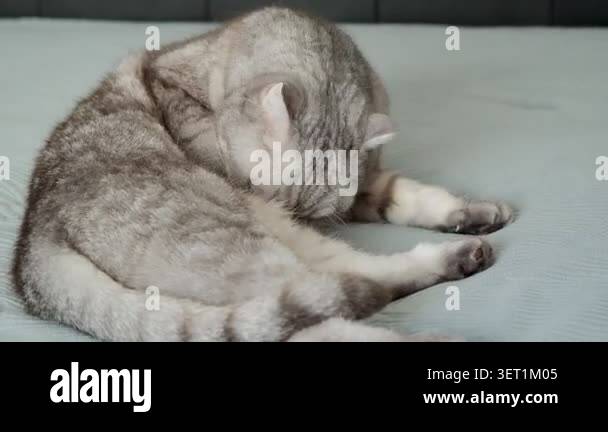 Gray cat sits on bed and watches surroundings with focused eyes in a ...
