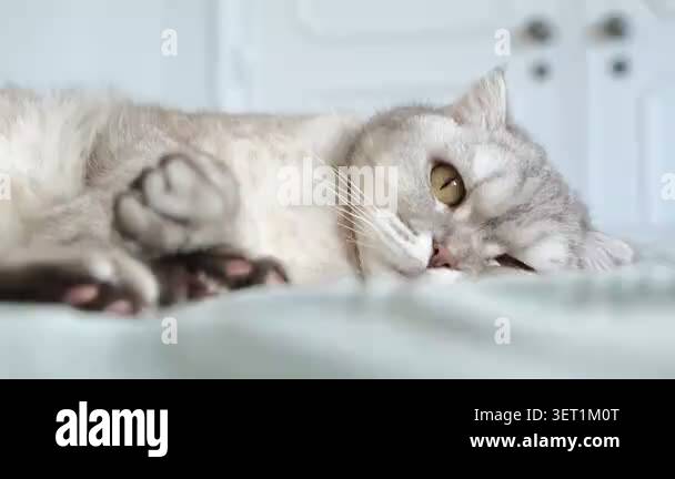 Scottish fold cat relaxes on bed in cozy room during afternoon light ...