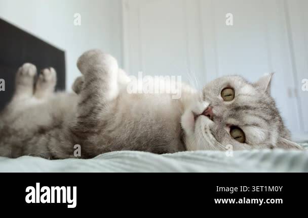 Cat lying on a bed and rolling around in a cozy indoor room during the ...
