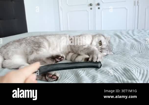 Cute cat plays and relaxes on bed while exploring playful moment in ...