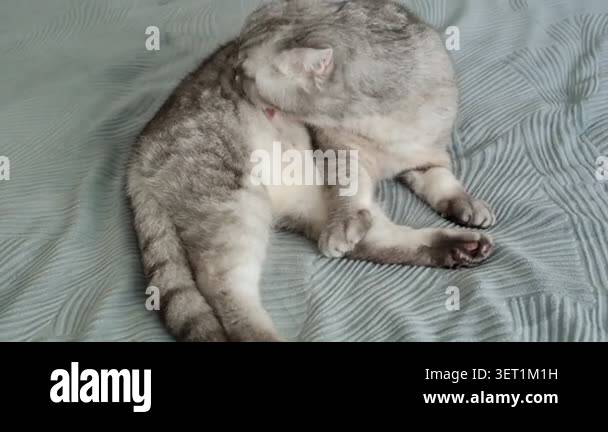 Gray cat sits on bed and watches surroundings with focused eyes in a ...