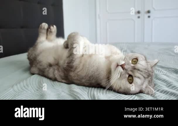 Cat lying on a bed and rolling around in a cozy indoor room during the ...