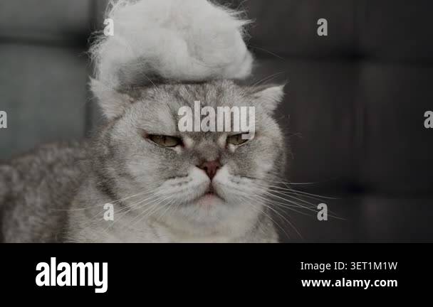 Cat with funny hat sitting on bed and looking unimpressed in room with ...