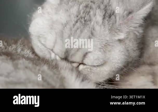 Gray cat sits on bed and watches surroundings with focused eyes in a ...