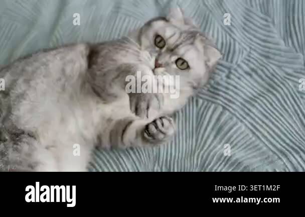 Cute cat plays and relaxes on bed while exploring playful moment in ...