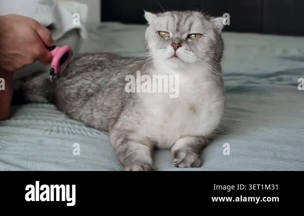 Person brushes a cat on a bed in a cozy room during the afternoon ...